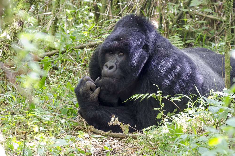 How To See Silverback Gorillas In Rwanda And Uganda
