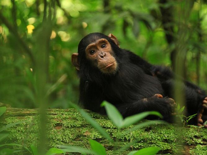 Is Safety and Security Guaranteed During Chimpanzee Trekking in Kibale ...