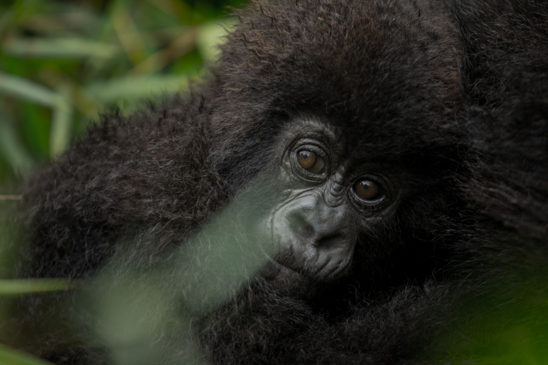 EASIEST GORILLA GROUP TO TREK IN RWANDA