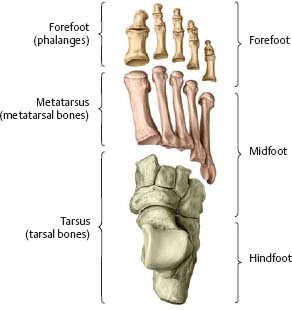 Toe Deformities - Bunbury Foot & Ankle Surgeon