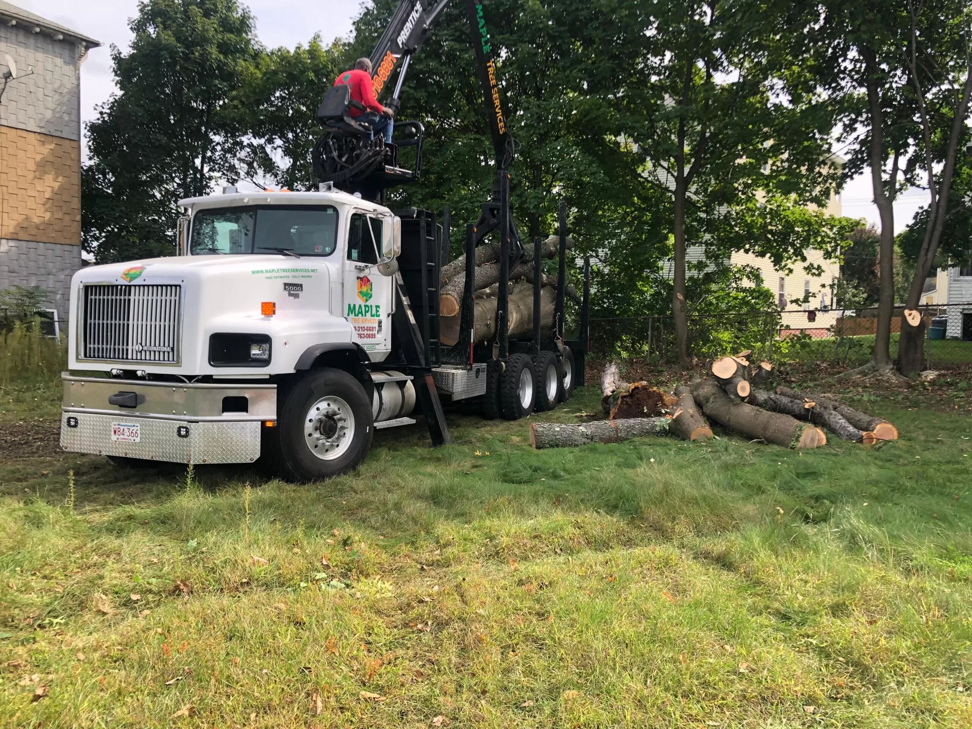 Tree Services in Worcester, MA | Maple Tree