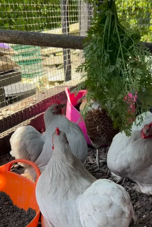 Stock Feed in Atherton | NQ Stockfeeds & Farm Supplies