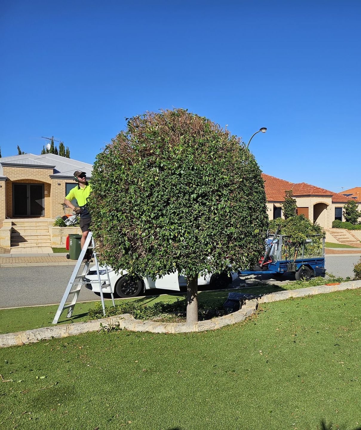 Tree Maintenance | Two Gloves