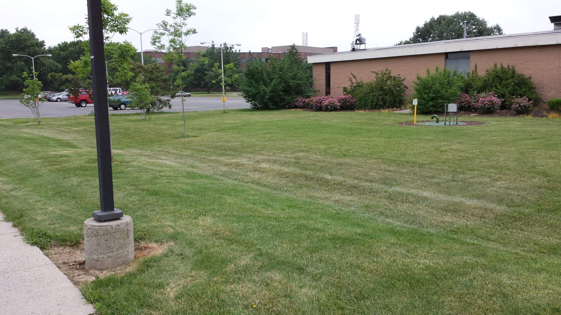 How To Protect and Restore your Turfgrass from Summer Stress