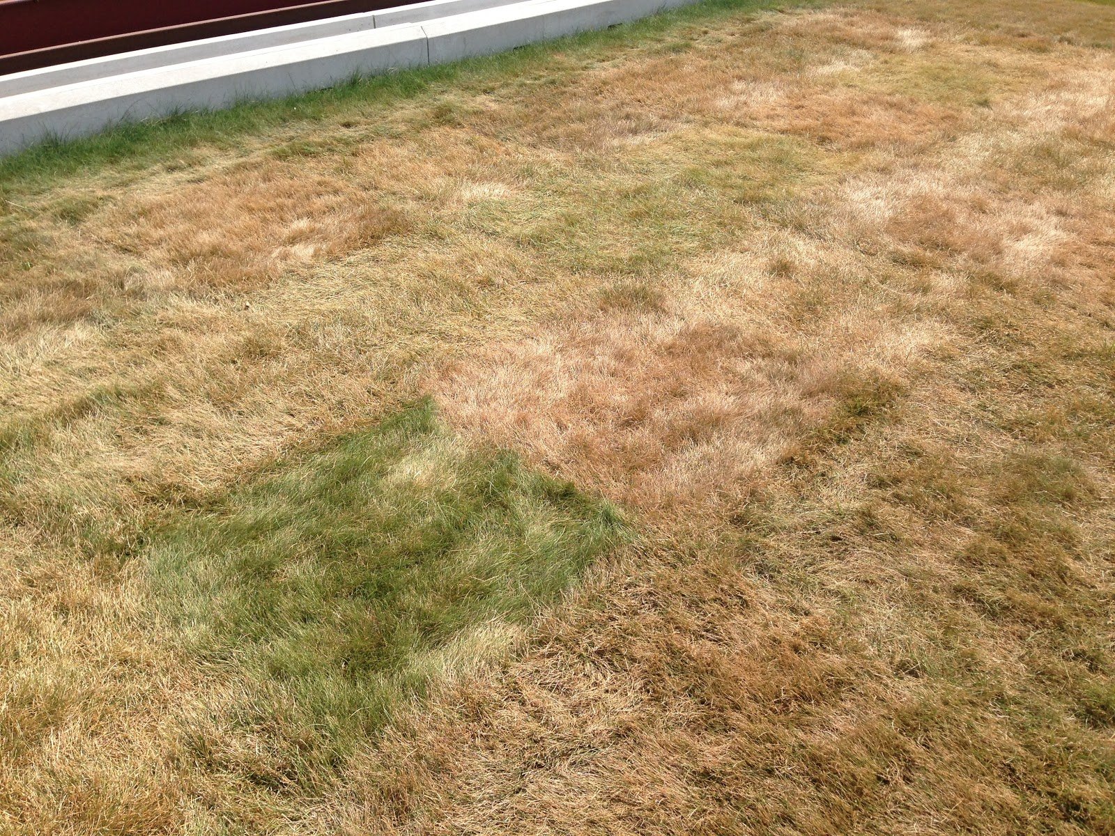 How To Protect and Restore your Turfgrass from Summer Stress