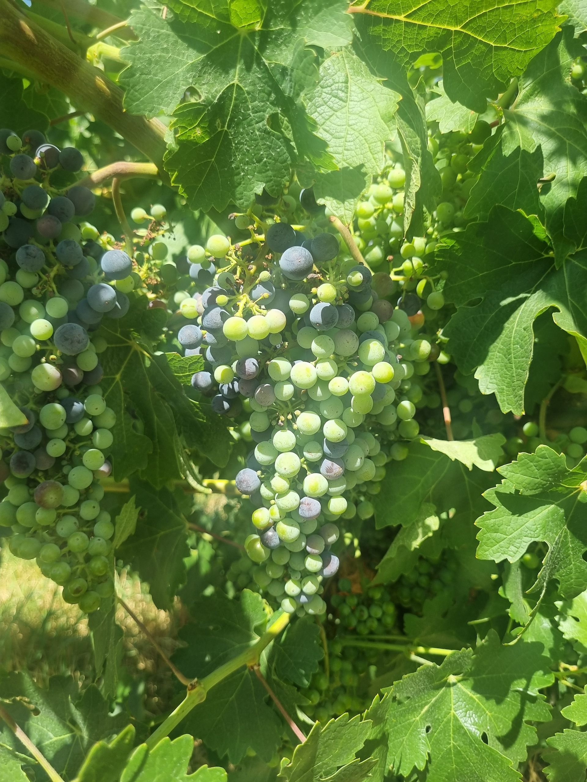 Understanding Véraison: The Turning Point in Grape Ripening