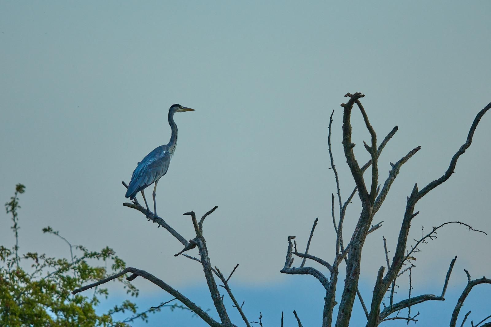 Brine Pit Wildlife Photography - Wildlife hide