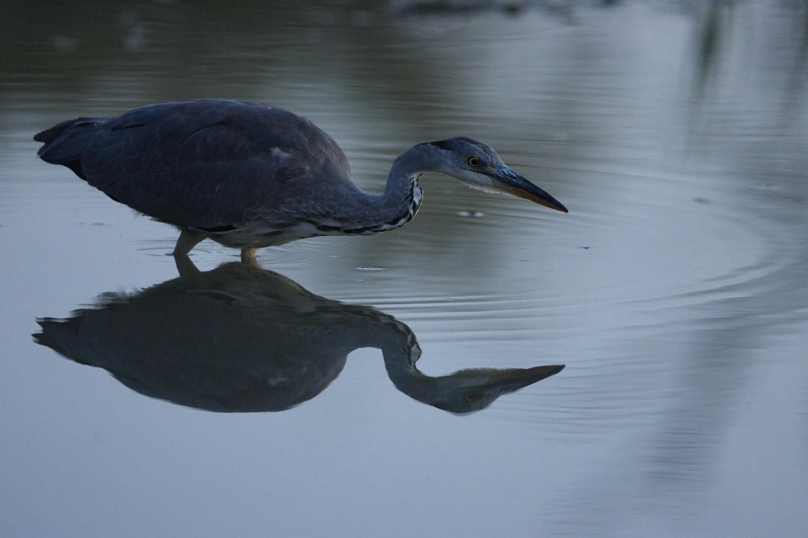 Brine Pit Wildlife Photography - Wildlife hide