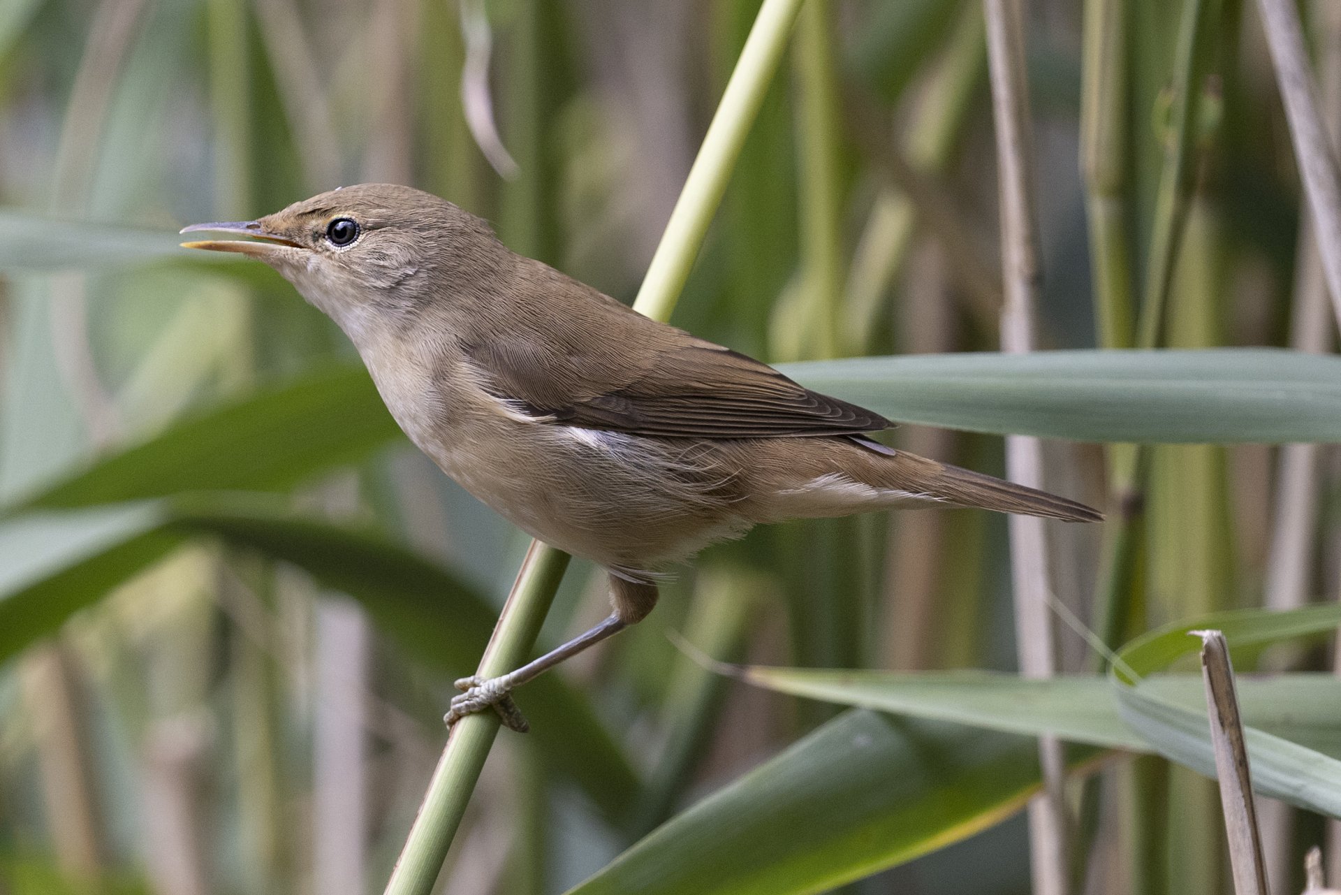Brine Pit Wildlife Photography - Kingfisher and Kestrel hide for hire