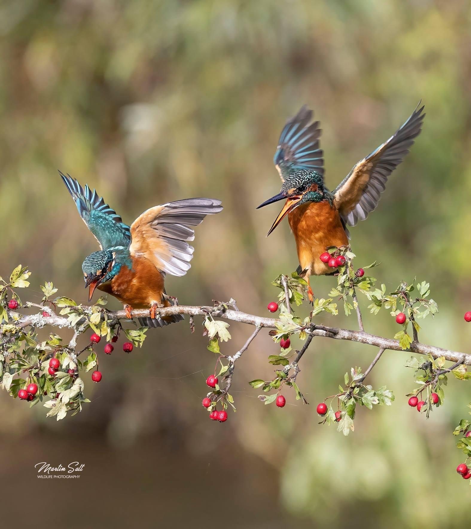 Brine Pit Wildlife Photography