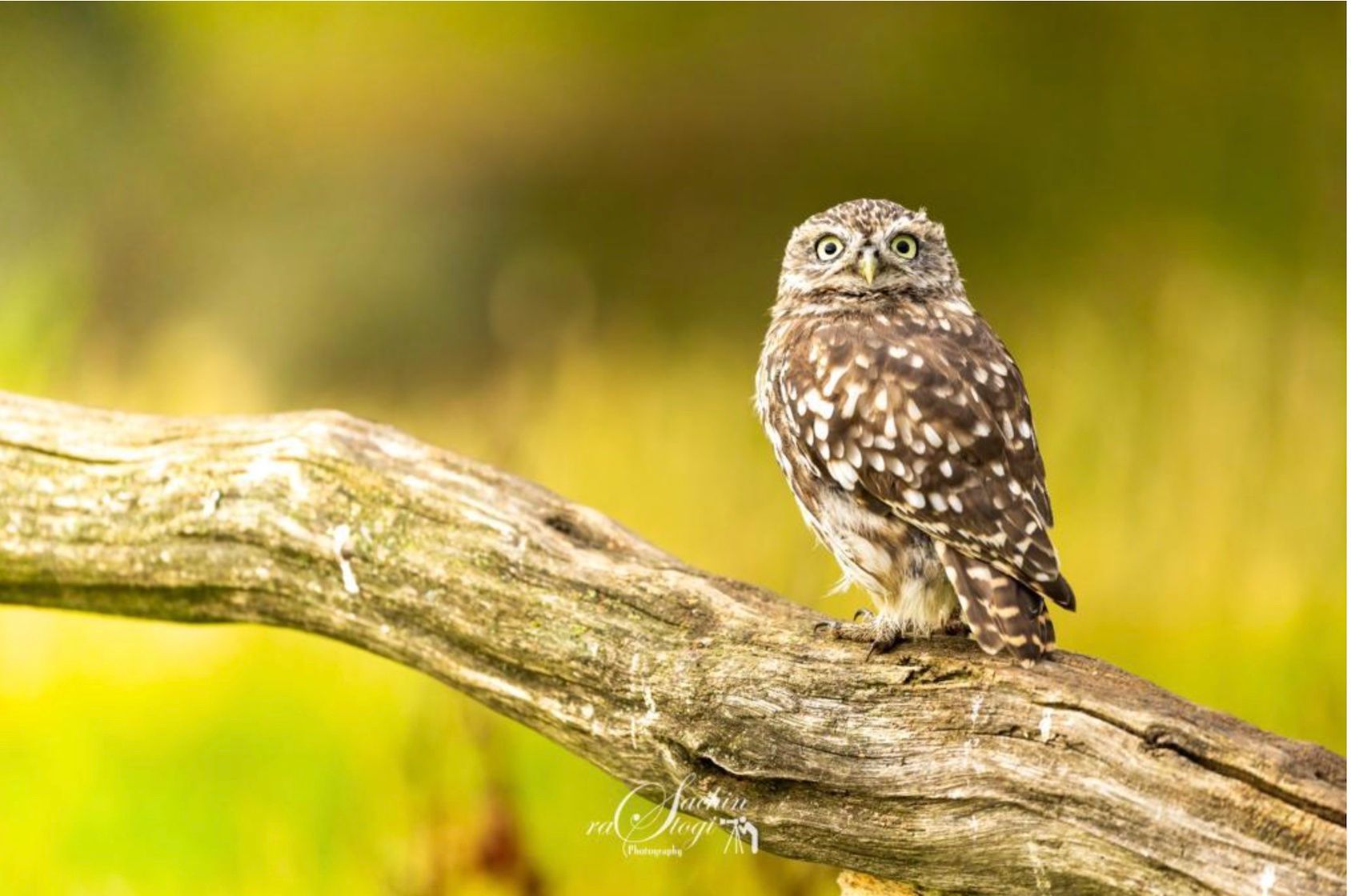 Brine Pit Wildlife Photography - Little Owls Hide