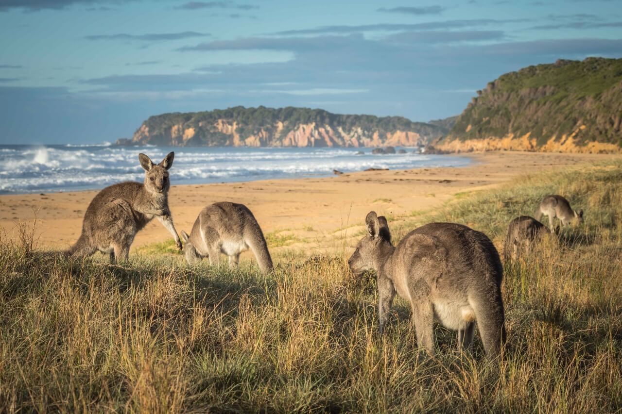 Discover coastal wilderness on the Sapphire Coast, NSW