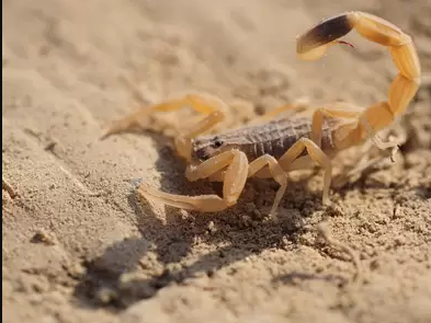 Anti-scorpions à Casablanca - SBS Belakhdim