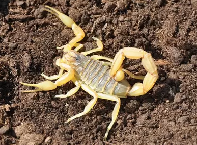 Anti-scorpions à Casablanca - SBS Belakhdim