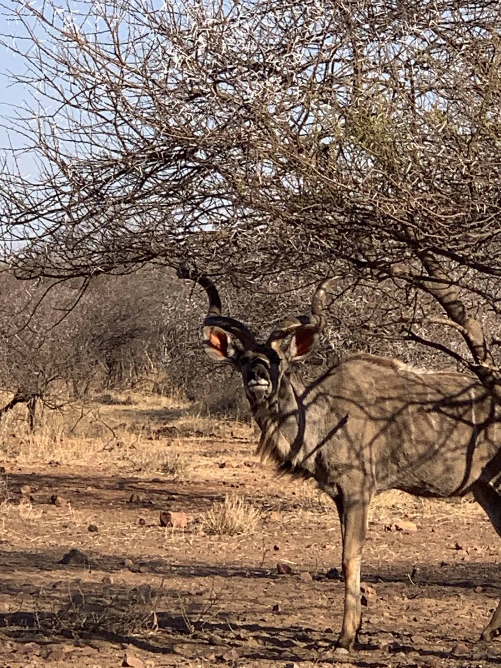 Rust de Winter safaris - Animal images