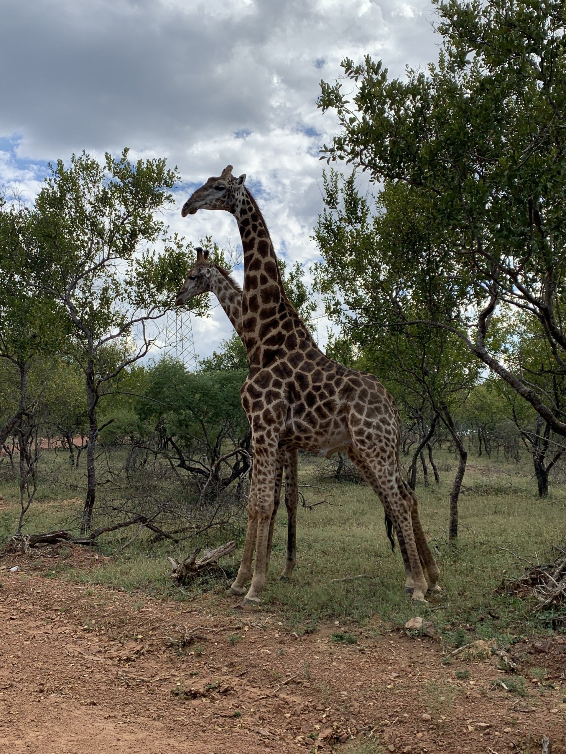Rust de Winter safaris - Animal images