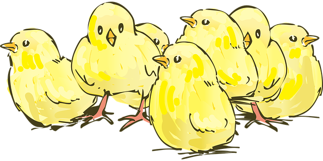 Kapoen, een echte feestkip uit Frankrijk