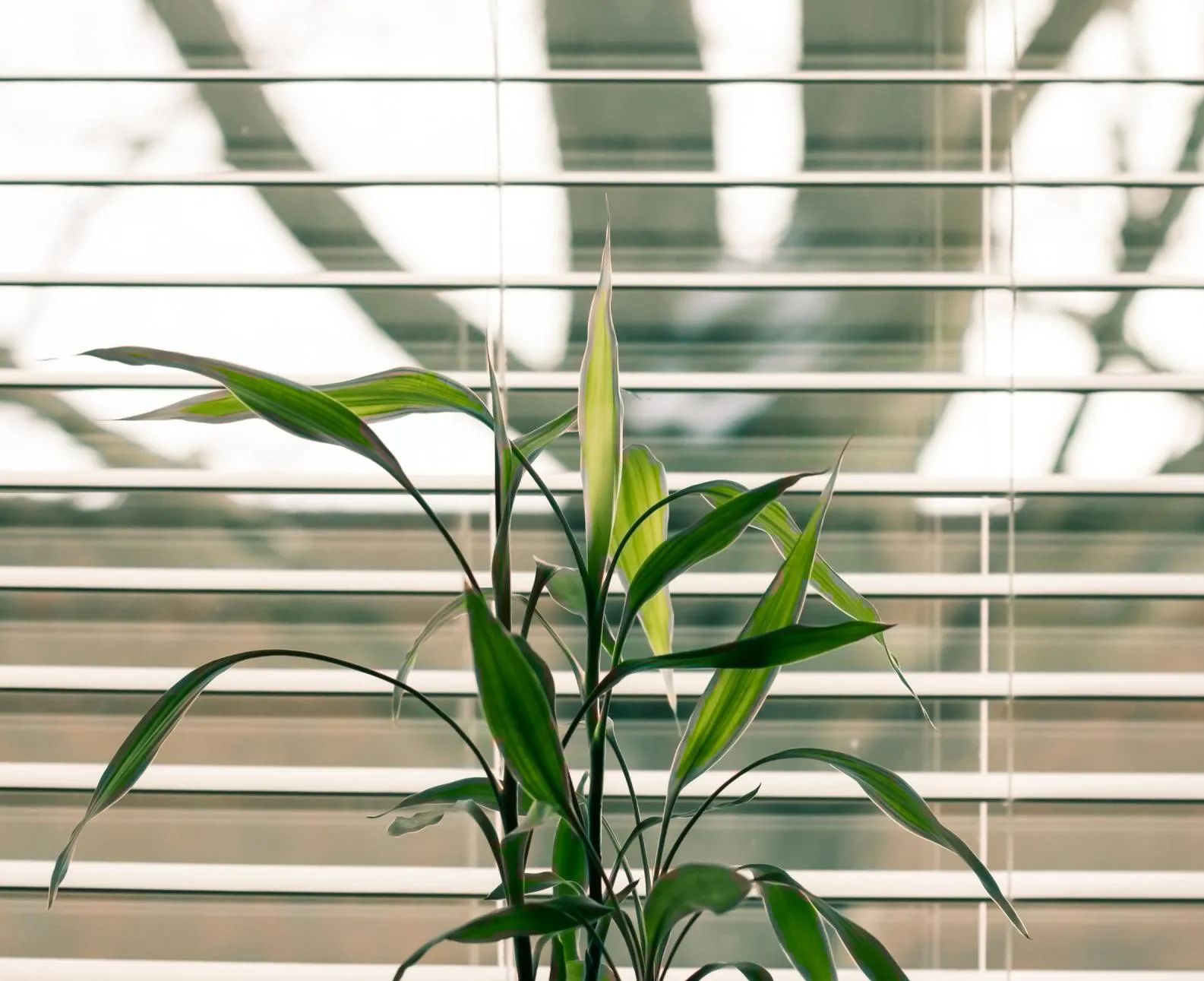 Sunblock Blinds & Shutters Nottinghamshire Derbyshire