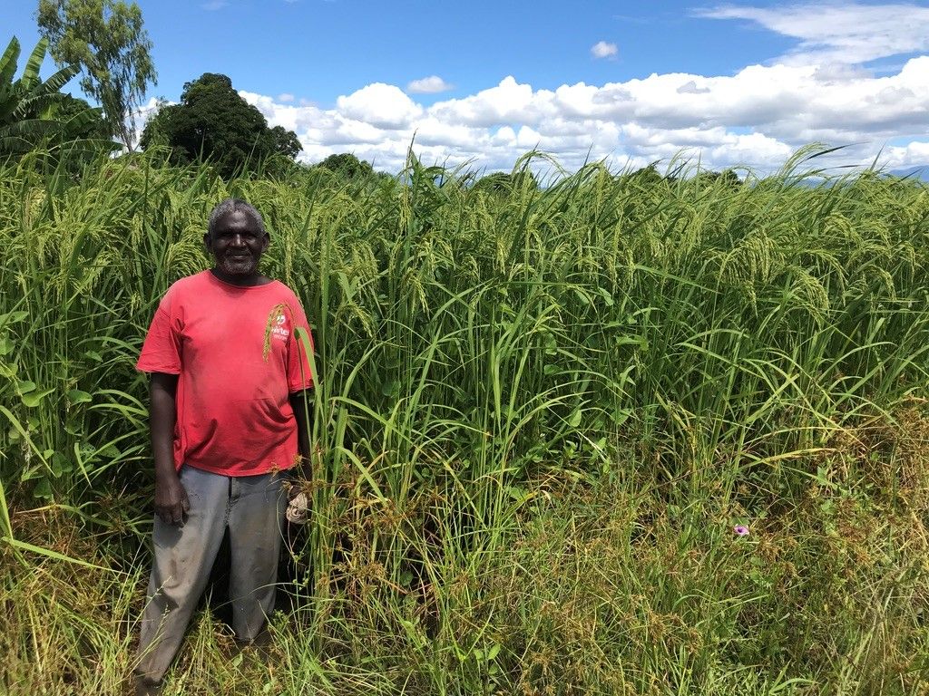 What’s happening with Kilombero Rice?