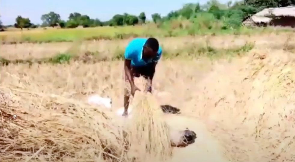Why Buy Kilombero Rice