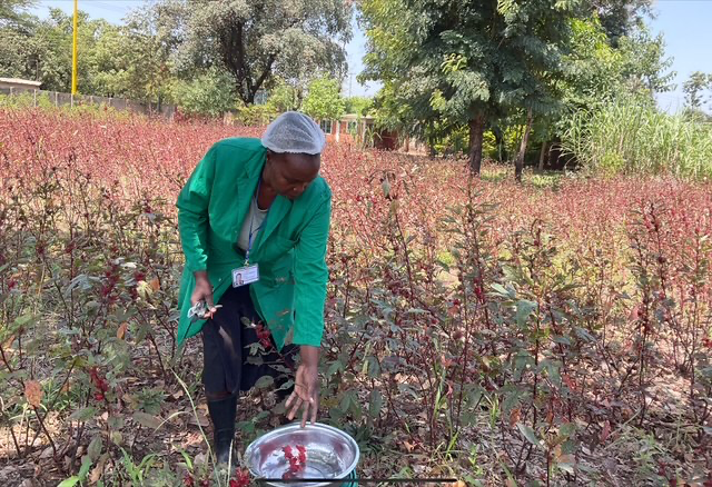 True Impact Starts Here - The Story of Meru Herbs