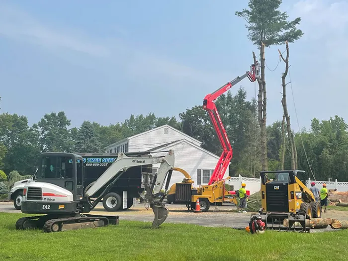5 Warning Signs that Your Tree Is a Safety Hazard