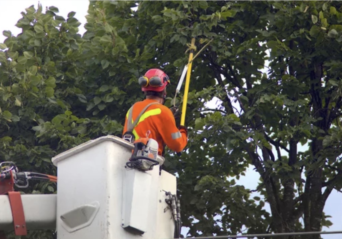 B&B Tree Service | Professional Tree Trimming in Kansas City