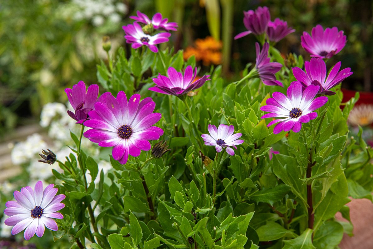 Plants, Trees, Garden Design | York | Orchard Nurseries