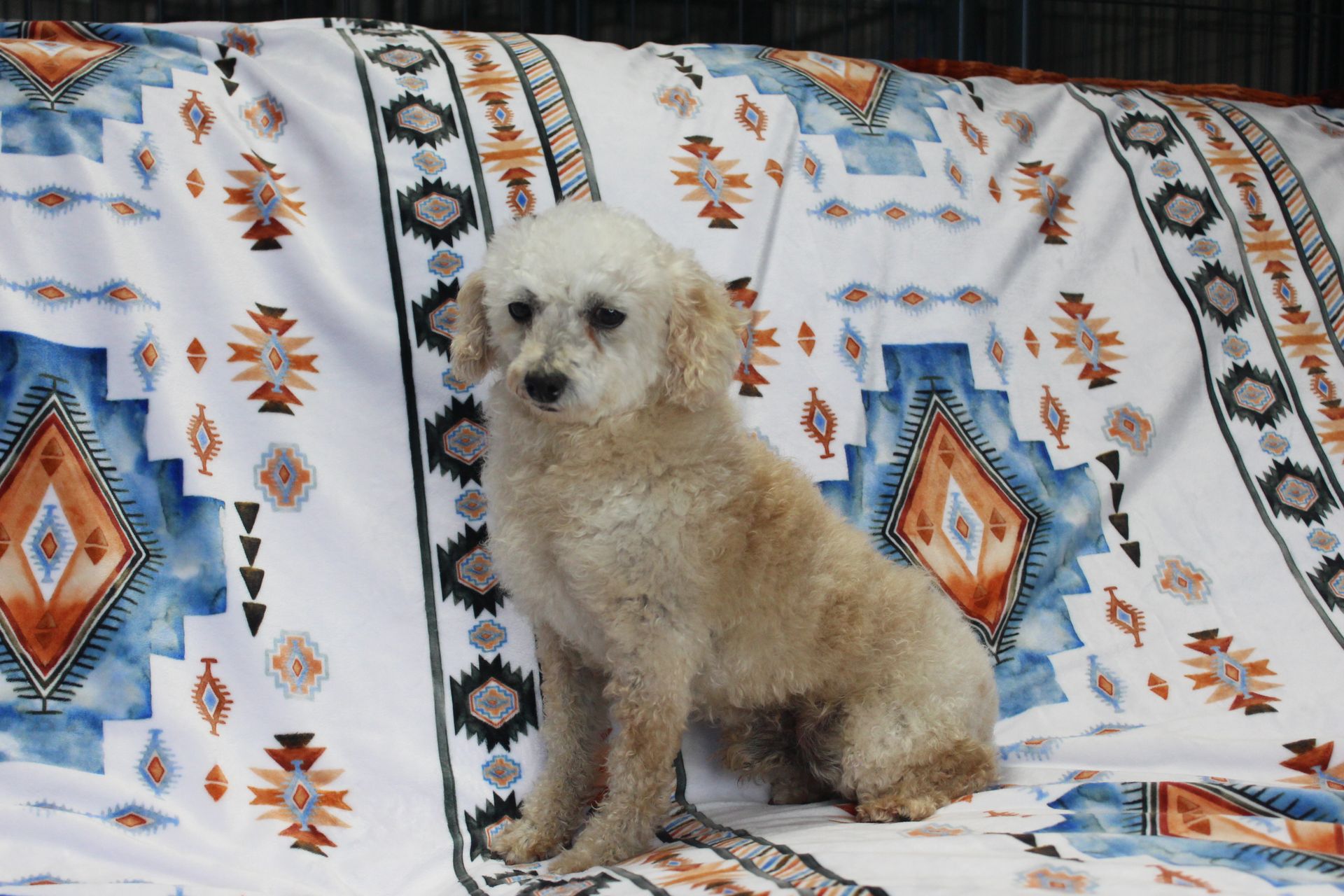 Sires | JBK Nebraska Dog