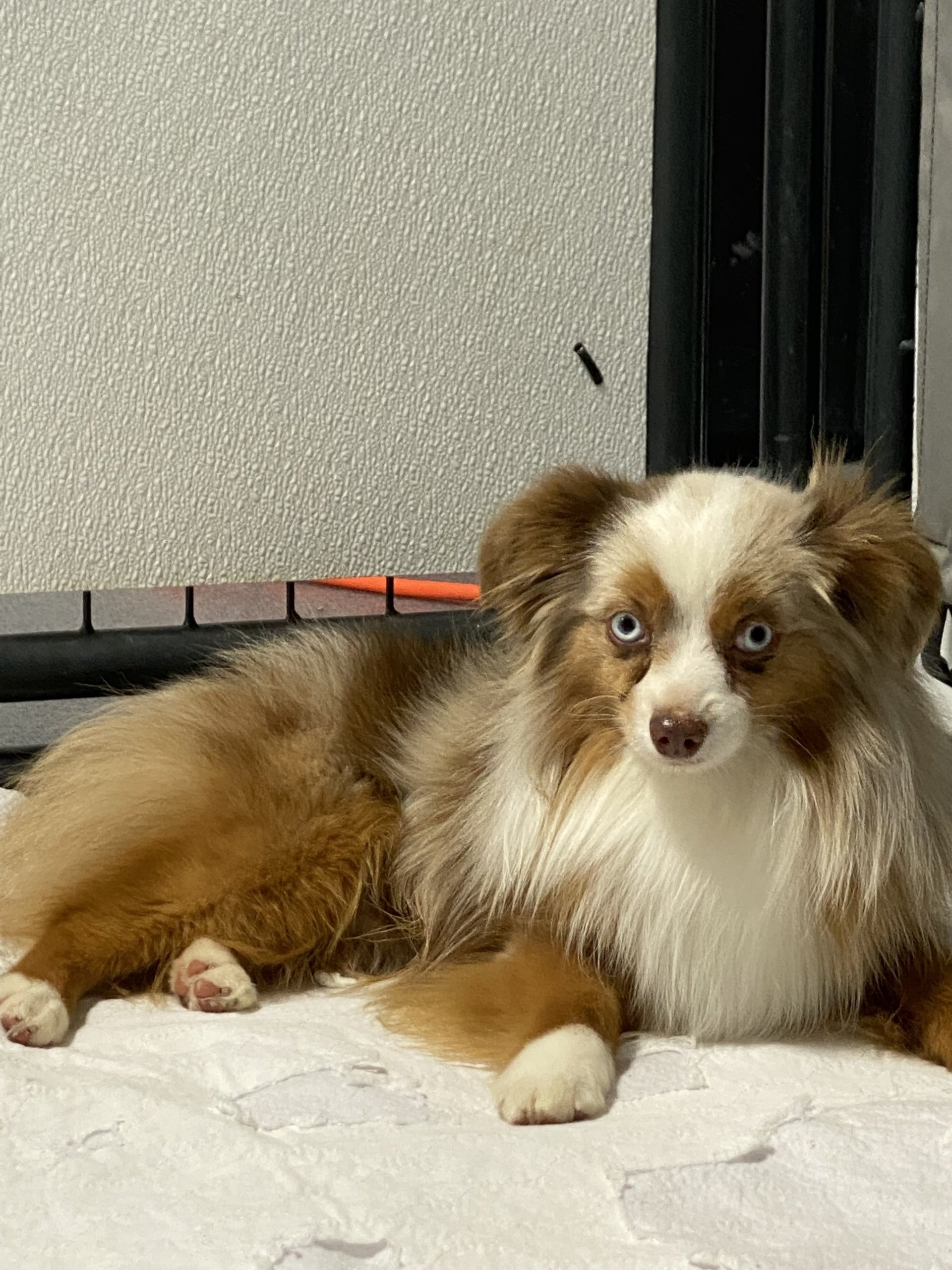 Sires | JBK Nebraska Dog