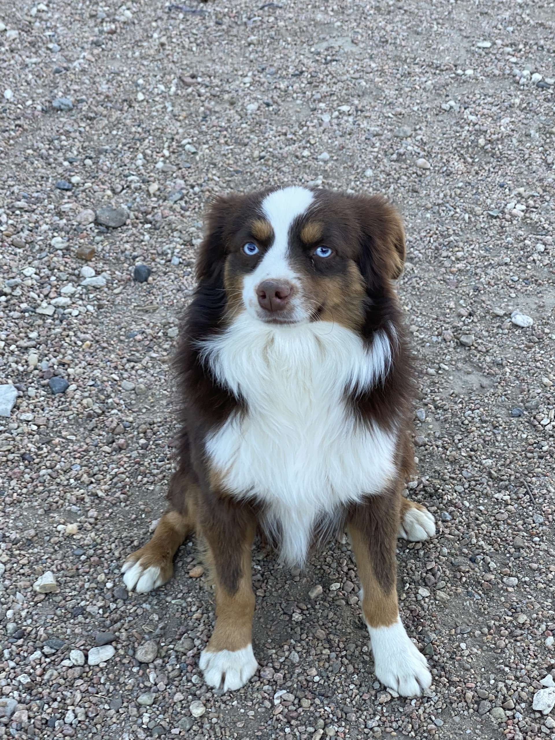 Sires | JBK Nebraska Dog