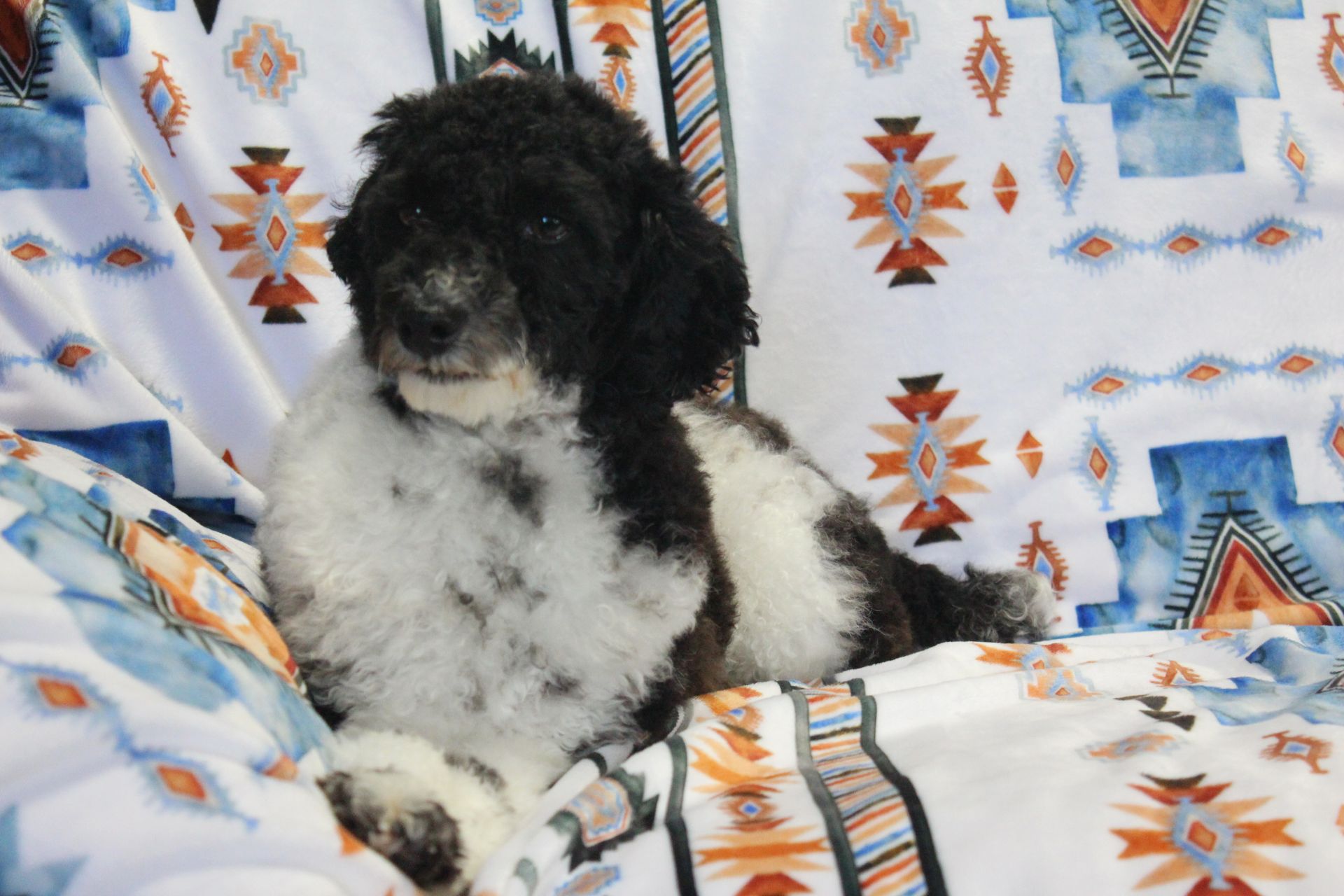 Sires | JBK Nebraska Dog