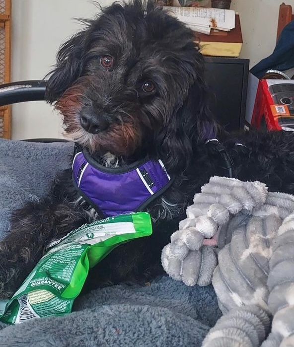 Puppy Gallery- View Previous Puppies from JBK Nebraska Dog