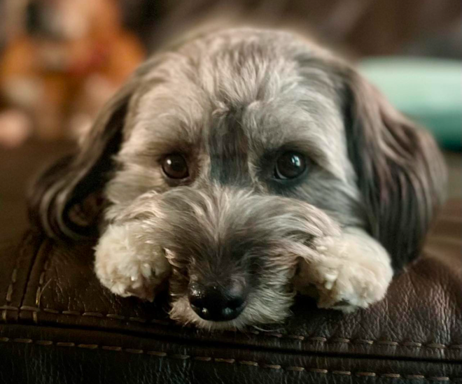 Puppy Gallery- View Previous Puppies from JBK Nebraska Dog