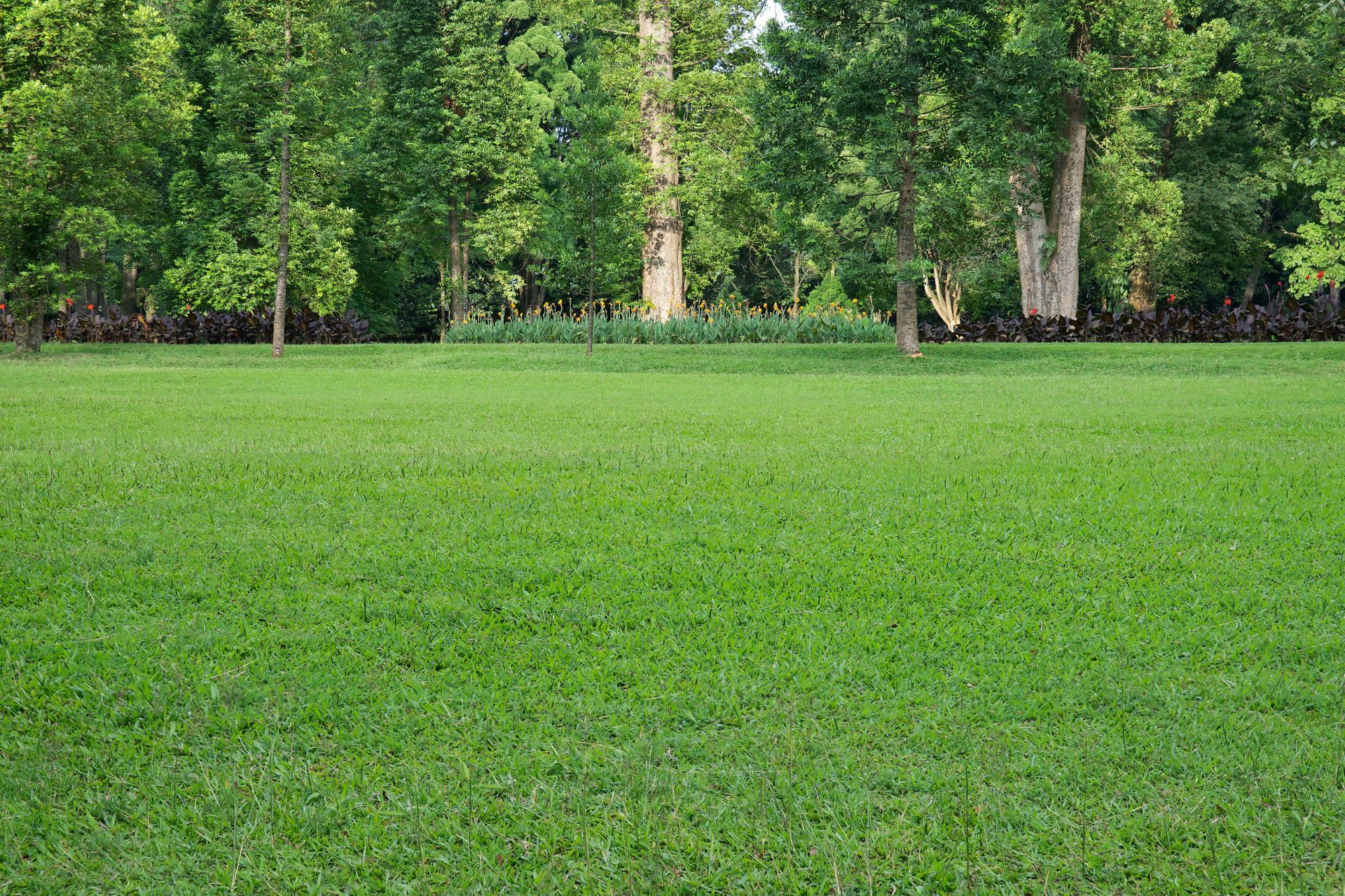 Best Grass Types For North Georgia Lawns | Dead Silent Lawn Care