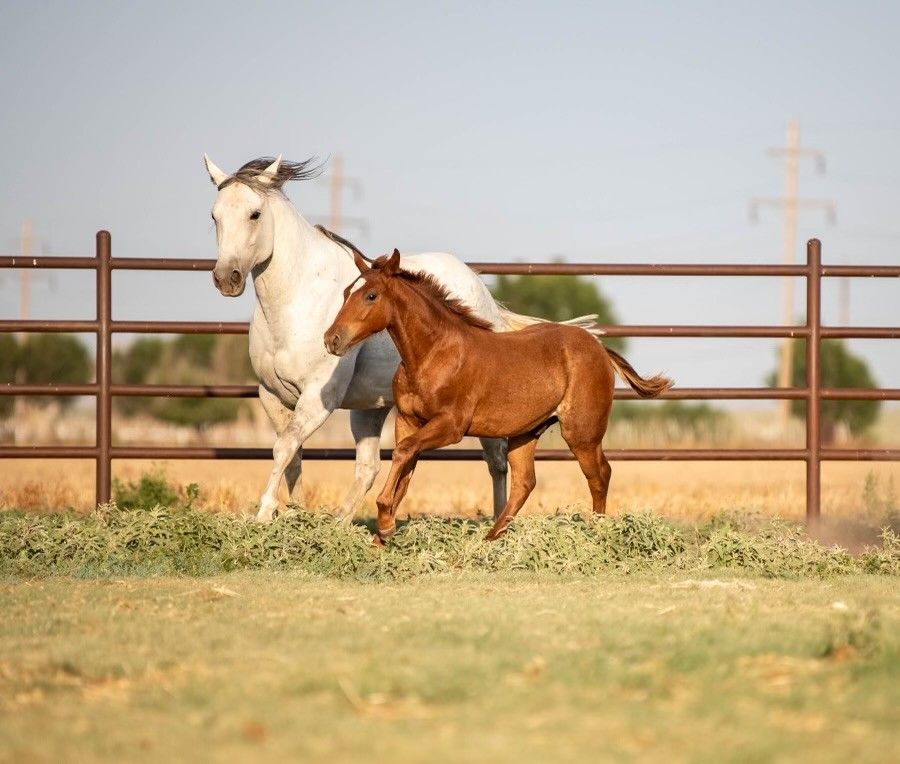 Sugar Bowl Magic x Dual Pep