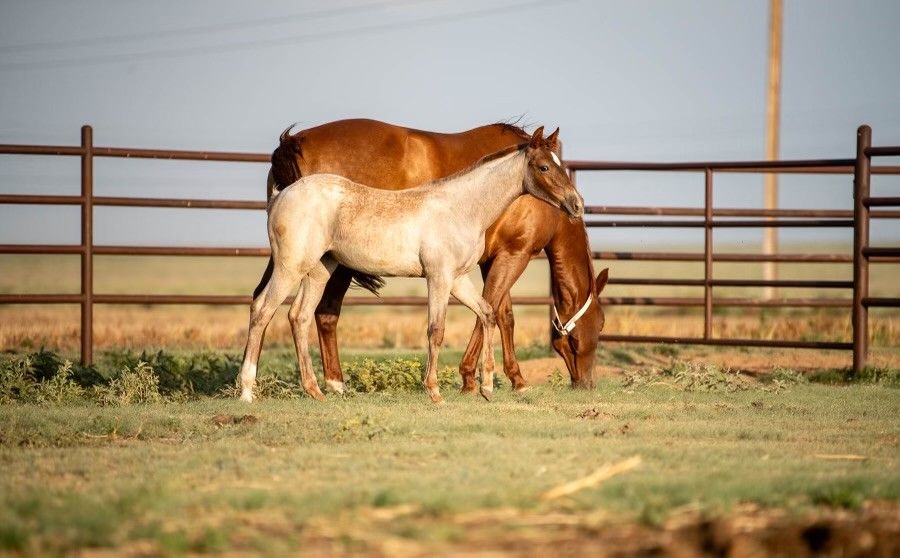 Kittens x Dual Reyish - Price Upon Request