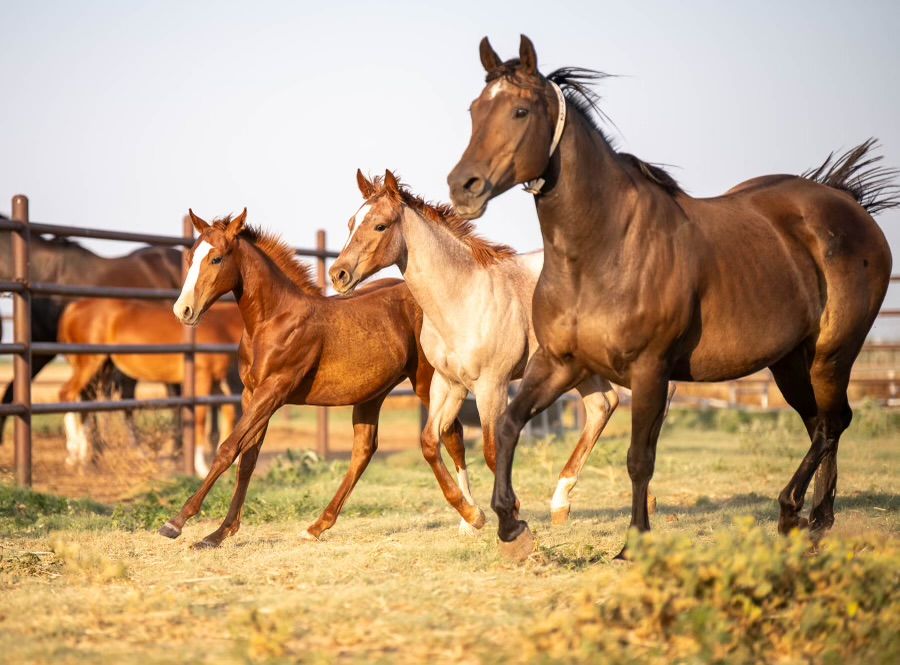 Sugar Bowl Magic x Dual Pep