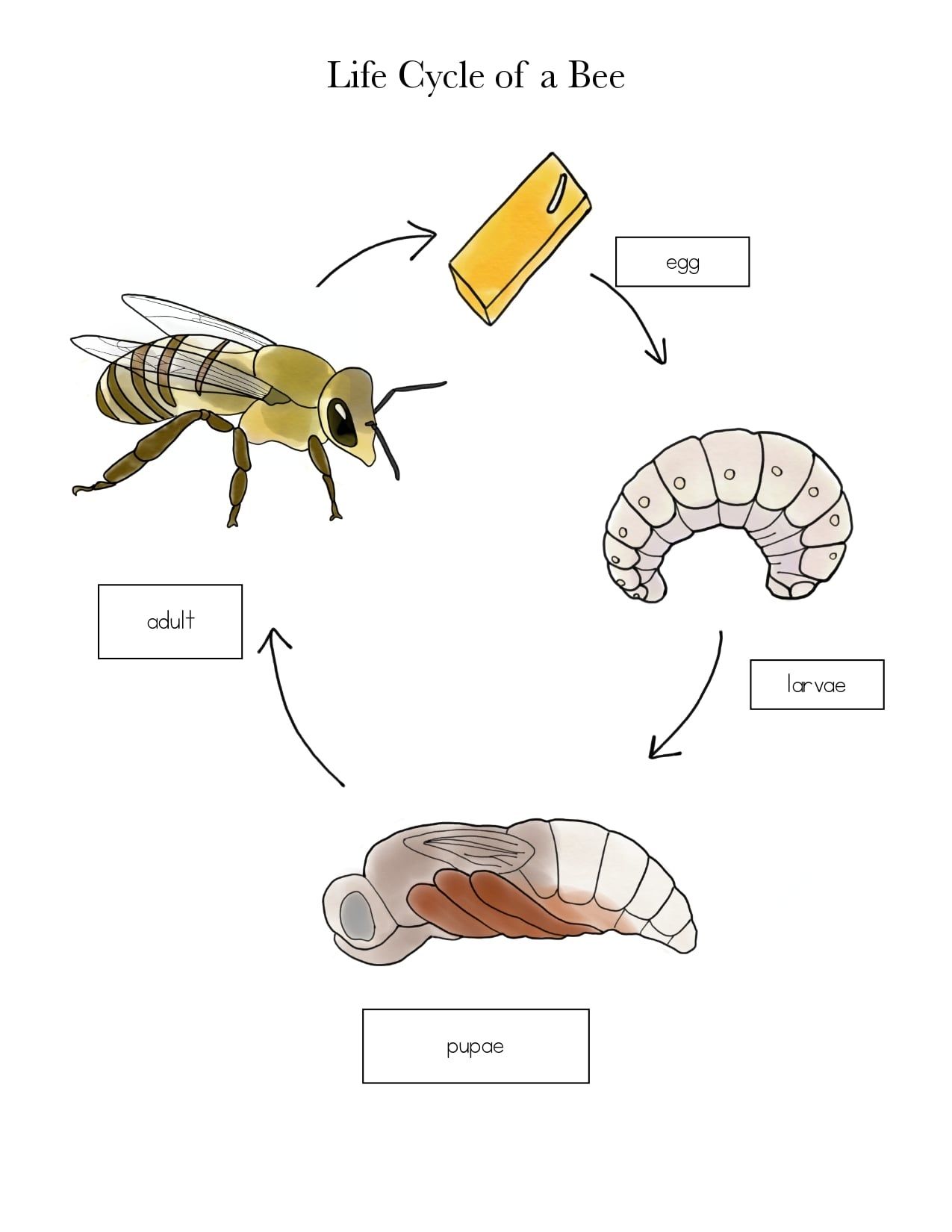Preschool with Peter Rabbit