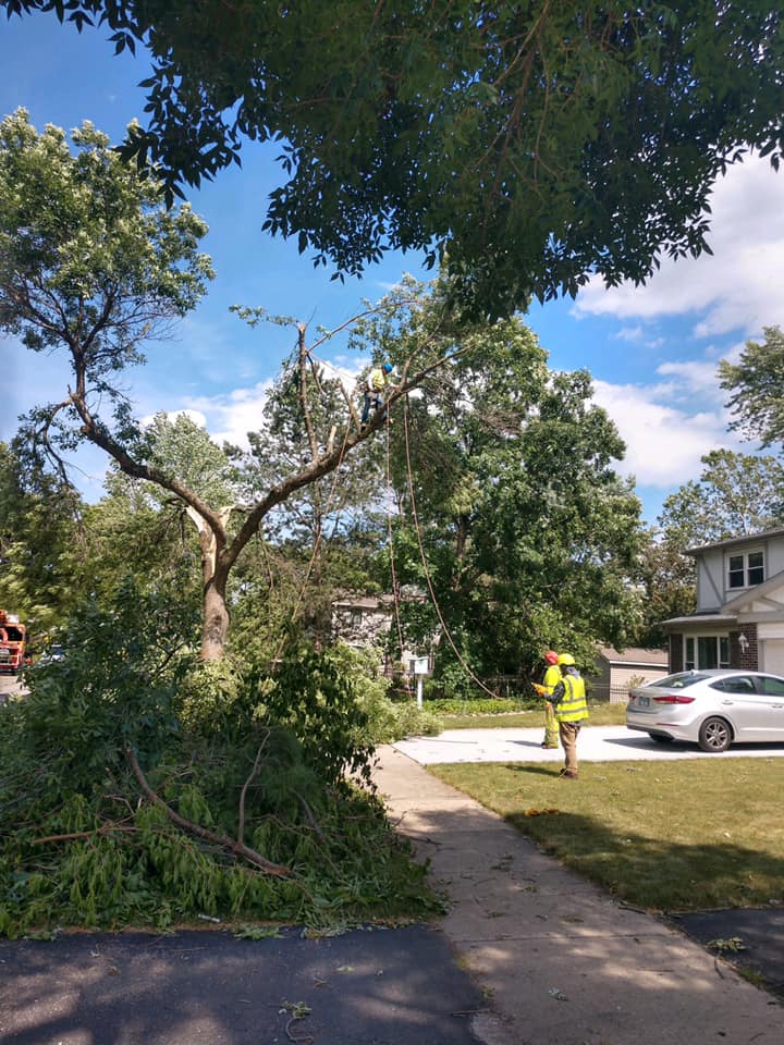 Home [www.treesrusinc.com]