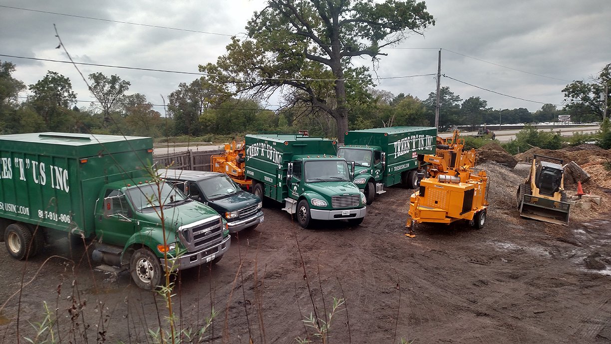 Professional Tree Care Services | Residential & Commercial | Trees R Us