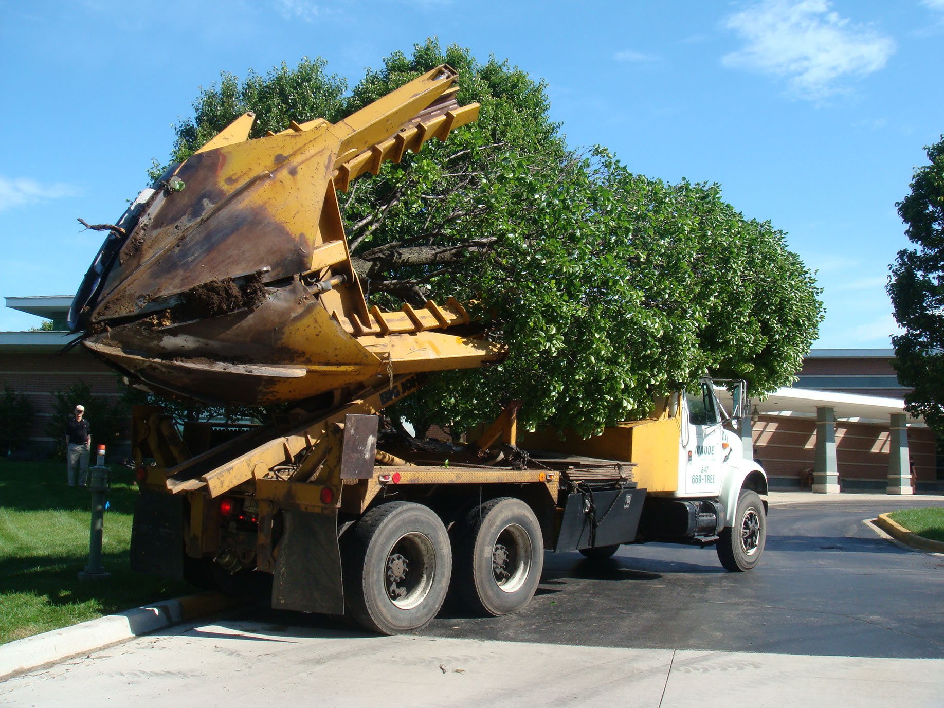 Tree Trimming | Pruning | Tree Removal | Emergency Tree Care | Plant ...
