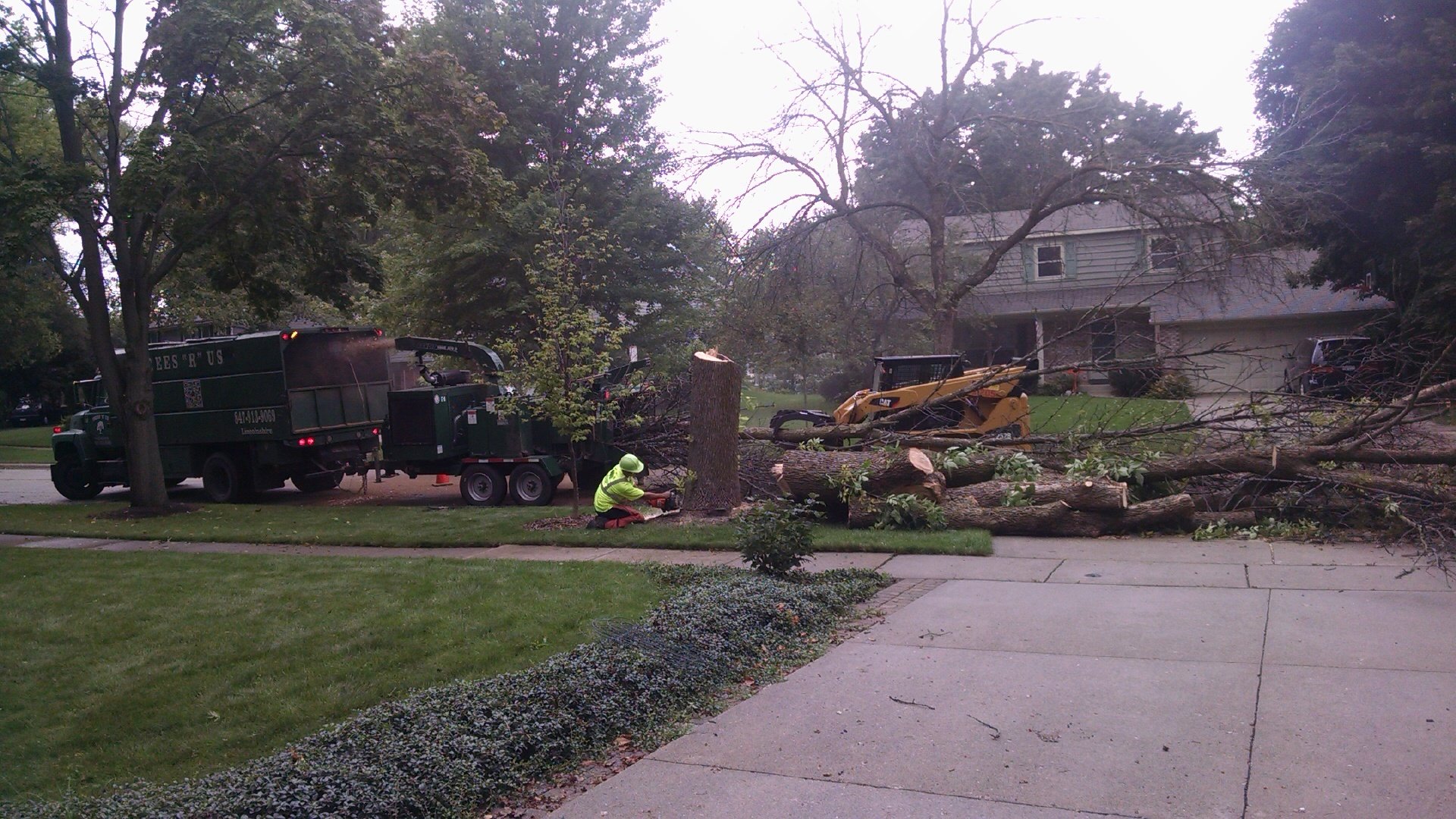 Tree Removal Services | Safe & Efficient | Trees R Us