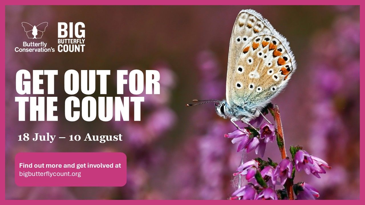 We're getting out for the Big Butterfly Count this July and August!