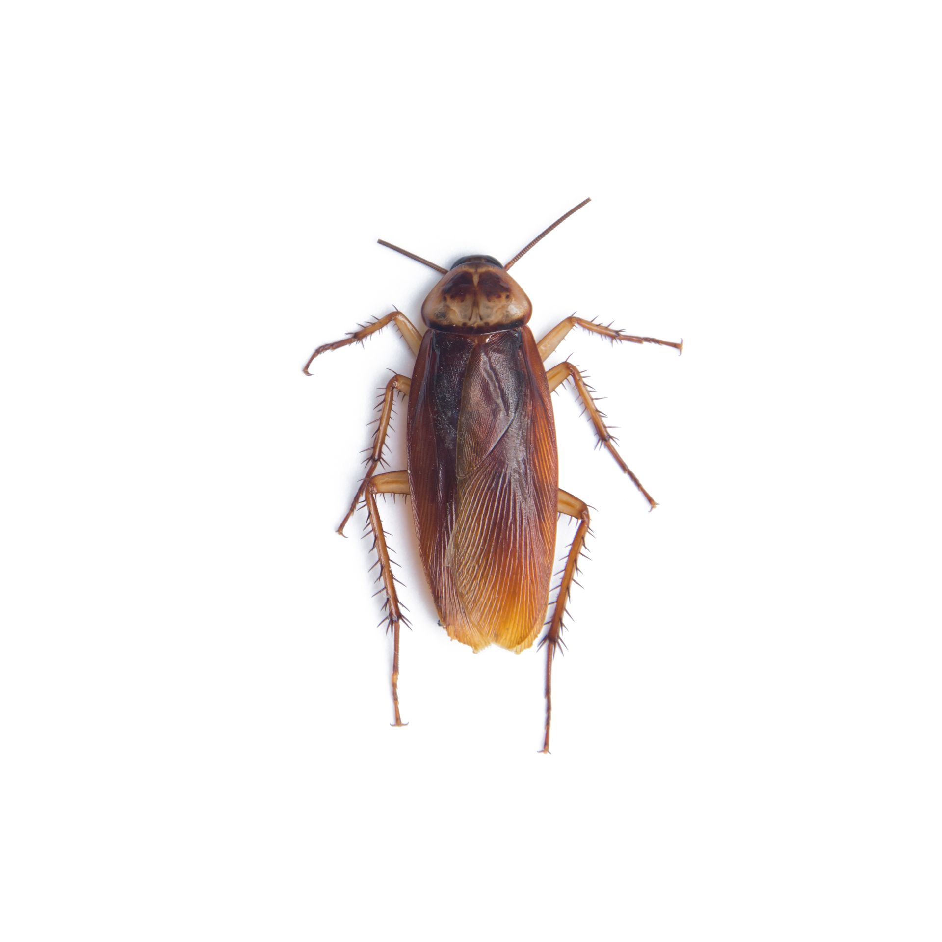 Cockroach Treatment | Langley, BC | Armoured Pest Control