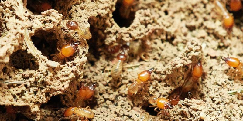 Stages of a Termite Infestation in Your Home | Pass Pest Control