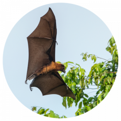 Humane Wildlife Control Services | North Shore Wildlife