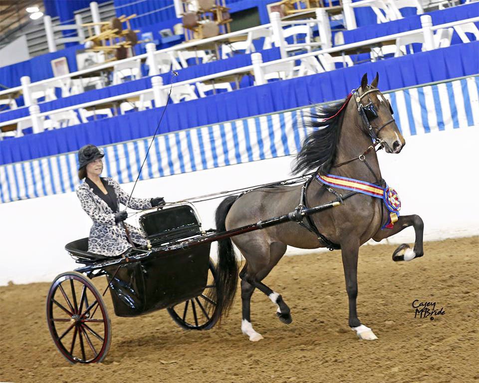 The AHHS - American Hackney Horse Society