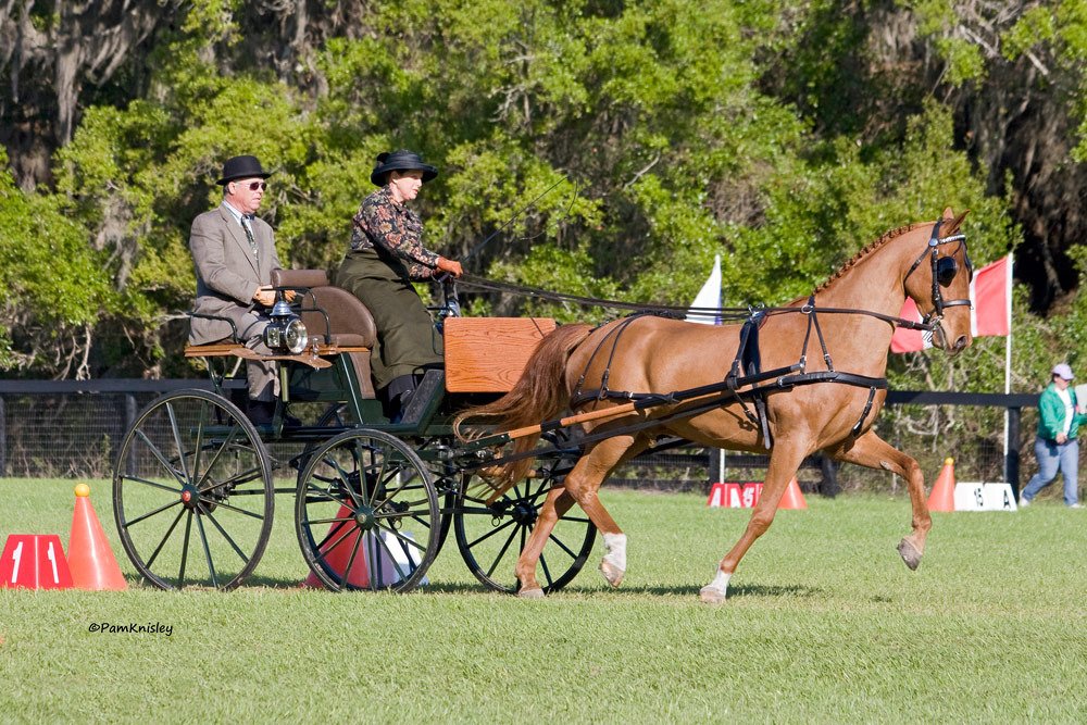 The AHHS - American Hackney Horse Society