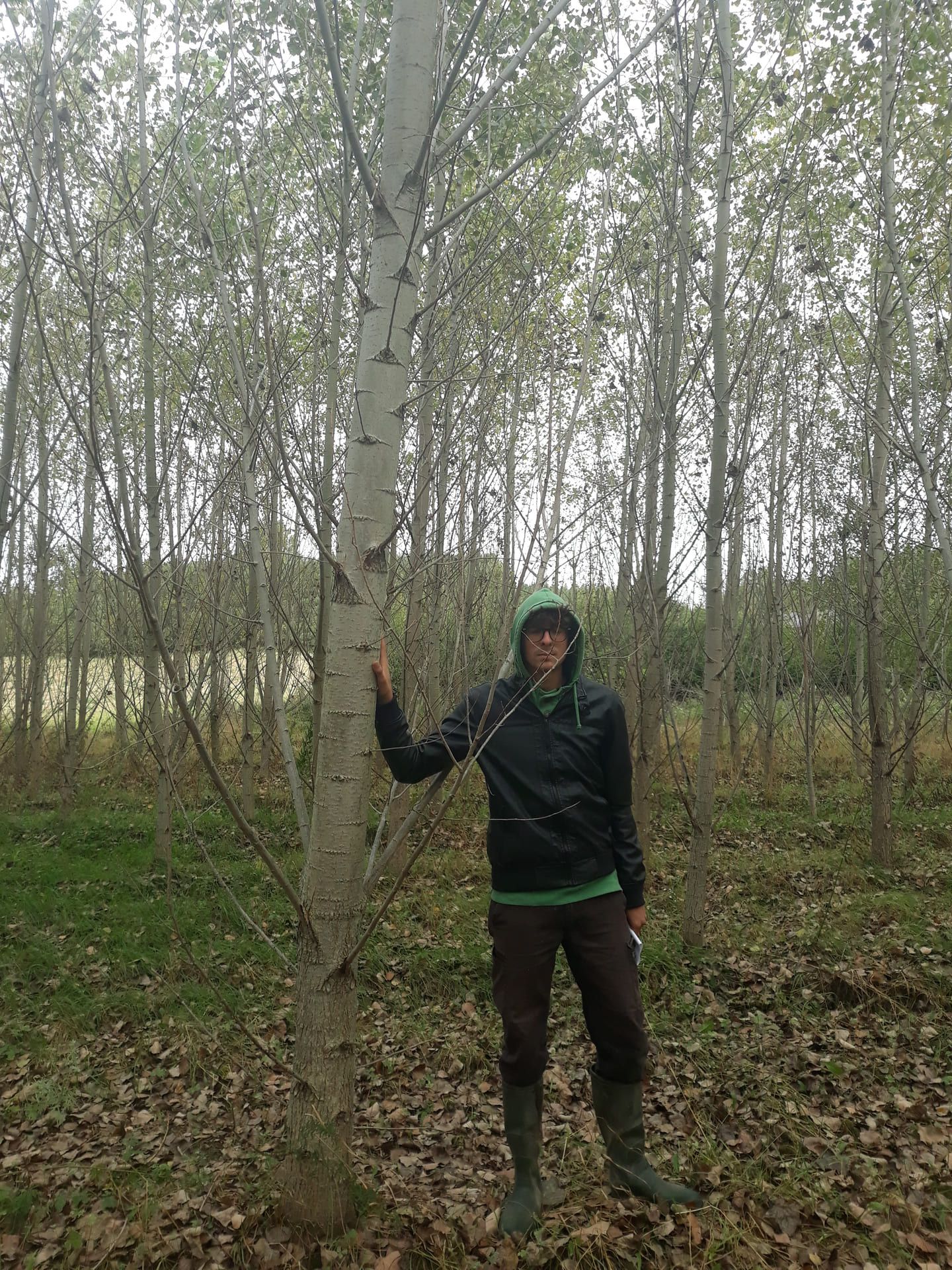 Cloni di pioppi | Pioppicoltura tradizionale e la biomassa